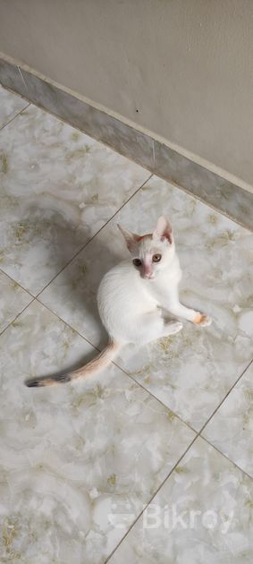 Cat for sale in Mirpur | Bikroy