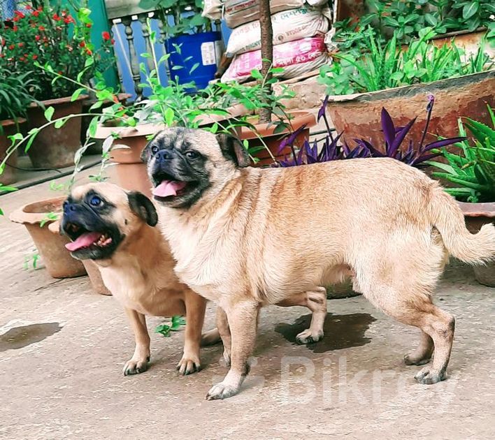 Pug Dog for Sale in Dhanmondi | Bikroy
