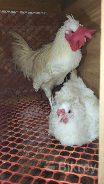 Pure Desi murgi for Sale in Tongi | Bikroy