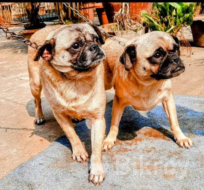 Pure Pug.. for Sale in Dhanmondi | Bikroy