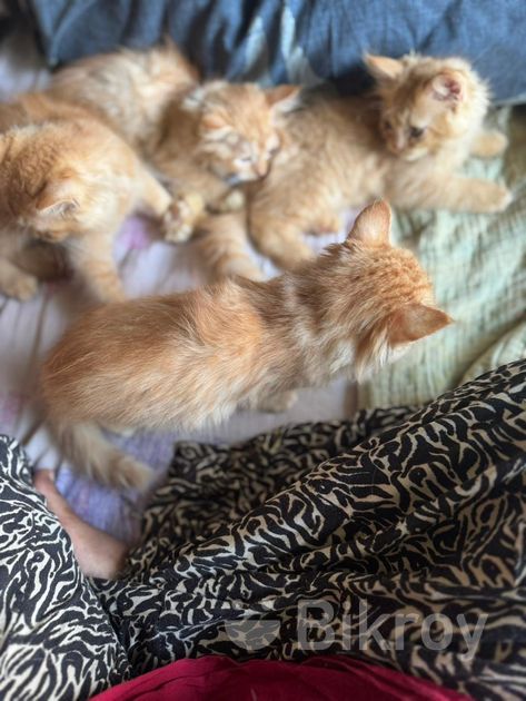 pure triple code Persian kitten for Sale in Mohammadpur | Bikroy