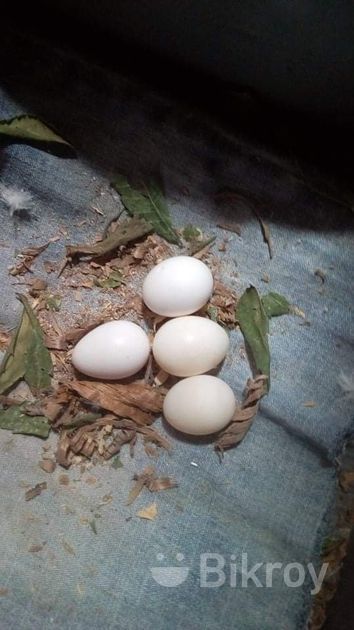 রানিং কোকাটৈল জোড়া in Basabo | Bikroy