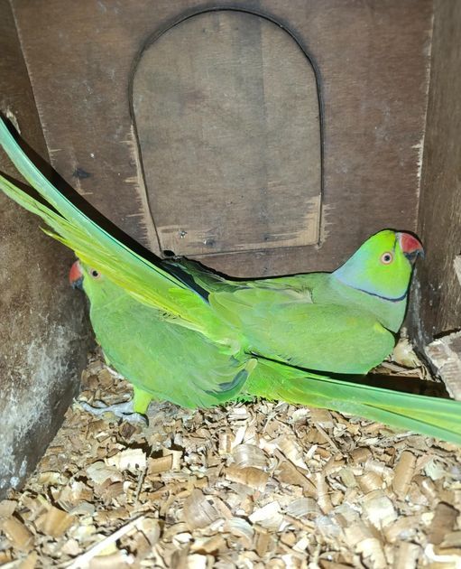 রানিং রিংনেক টিয়া for Sale in Basabo | Bikroy