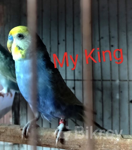 Rainbow running pair for Sale in Bagmara | Bikroy