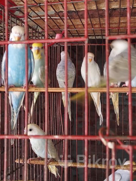 Rainbow Budgeriger Sell Kora Hobe for Sale in Narayanganj | Bikroy