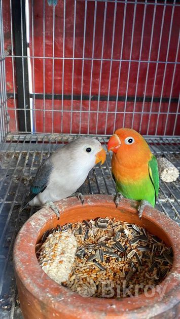 Ring eye female love bird for Sale in Badda | Bikroy
