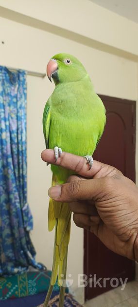 Ring Nak for Sale in Chandgaon | Bikroy