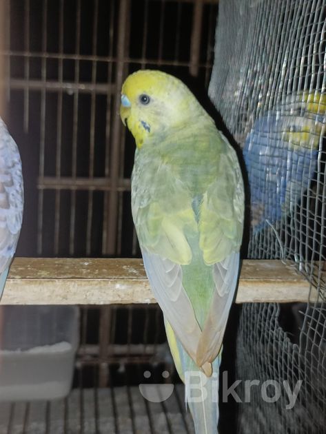 Running Rainbow Procedure Pair for Sale in Bogura | Bikroy