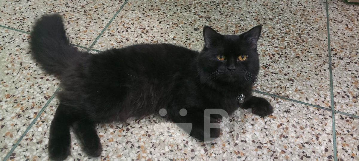 Russian Cat Parsiyan for Sale in Shyamoli | Bikroy