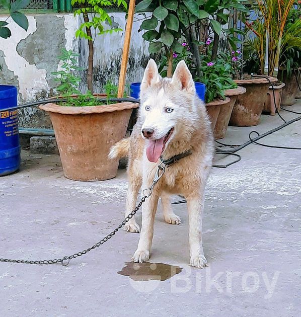 Siberian Husky Dog for Sale in Dhanmondi | Bikroy