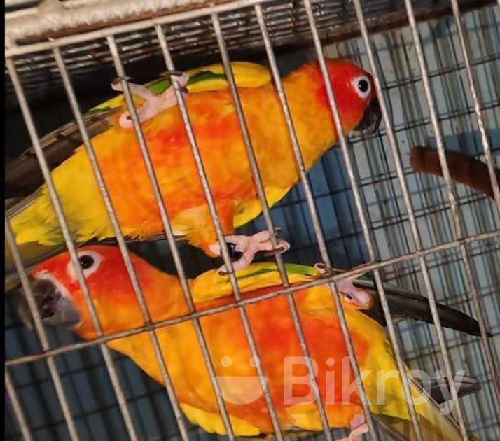Sun Conure Breeding Master Pair ️‍ Full Red. for Sale in Khilgaon | Bikroy