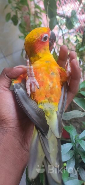 super tame sun conure bird for Sale in Badda | Bikroy