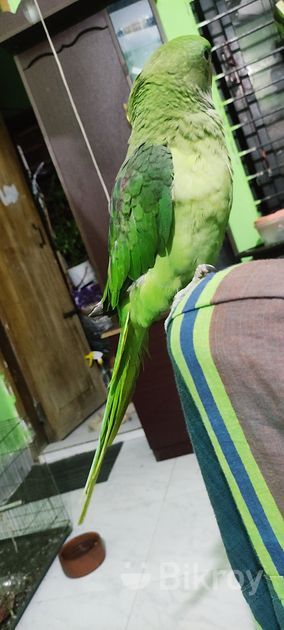 Tame Alex Parrot for Sale in Banasree | Bikroy