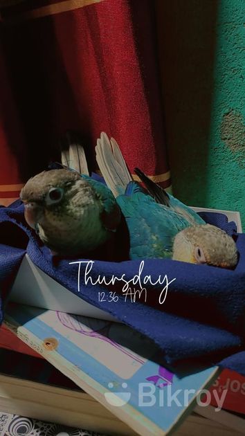 Tame Blue Conure bird for Sale in Uposahar | Bikroy