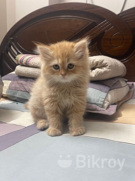 Traditional Ginger Persian Kitten for Sale in Khilgaon | Bikroy