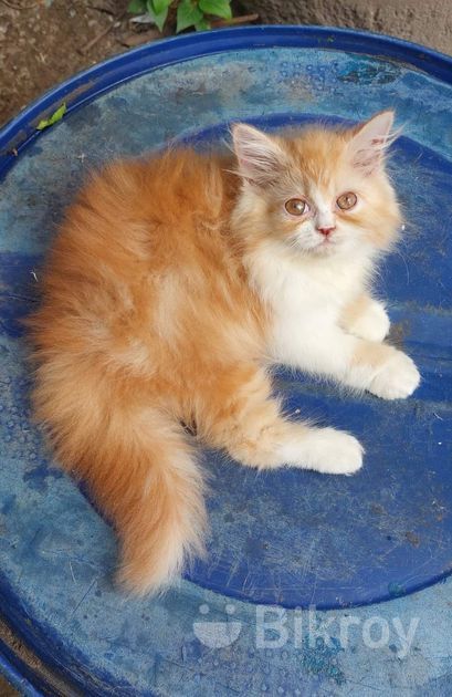 Traditional long hair Persian for Sale in Basabo | Bikroy
