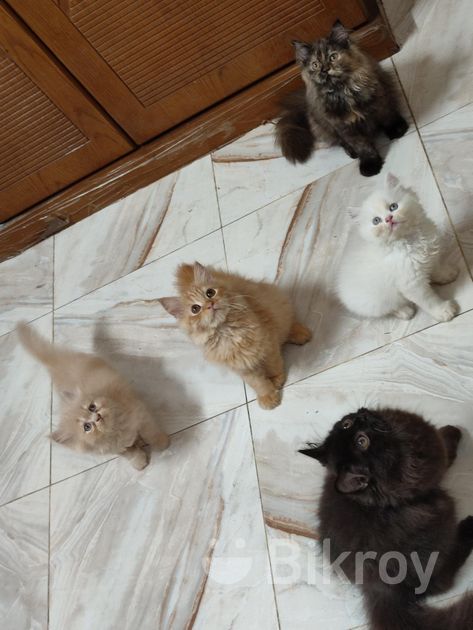 Traditional Persian Cat for Sale in Khilgaon | Bikroy