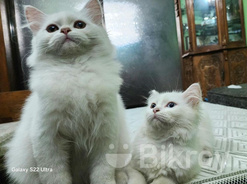 Traditional Persian Cat Male Kitten for Sale in Khilgaon | Bikroy