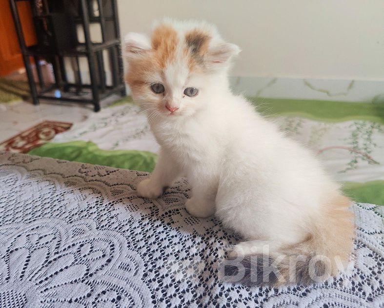Traditional Persian (Female & Male) kitten in Mohammadpur | Bikroy