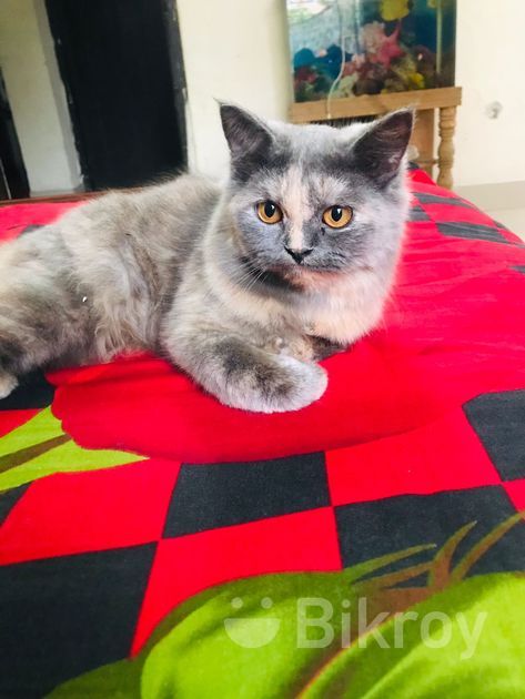 Traditional Persian Female Kitten. [sell] for Sale in Banasree | Bikroy