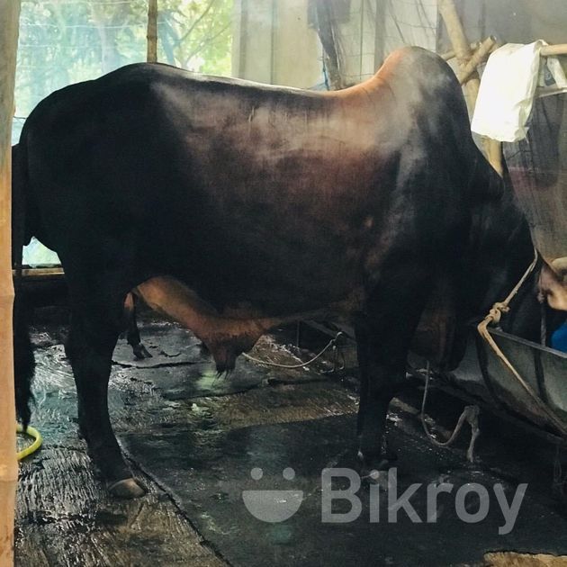 গরুর ব্যবসায় হেল্পার ও পরিচর্যার লোক | Panchlaish | BikroyJOBS