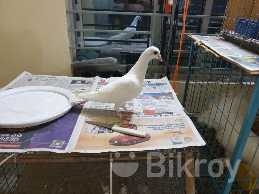 White Huma Bird in Oxygen | Bikroy