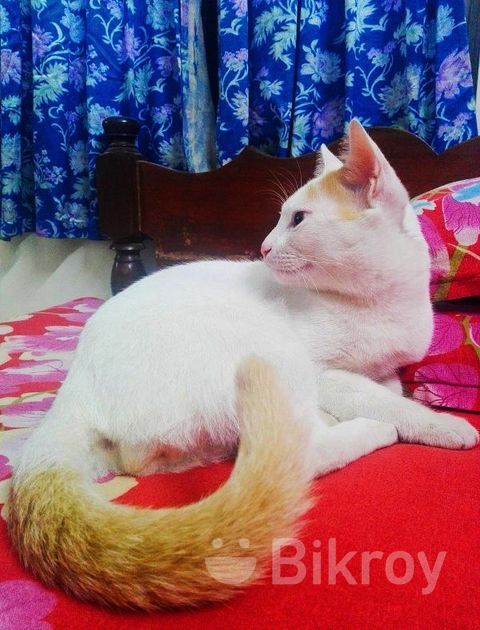White Mixed Persian in Mirpur | Bikroy