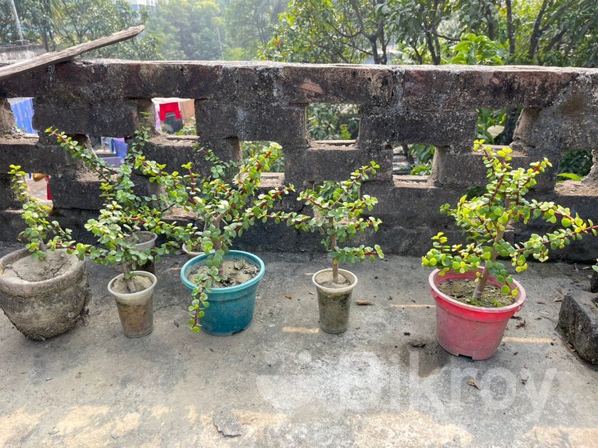 Zade Plants tree for Sale in Kadirgonj | Bikroy